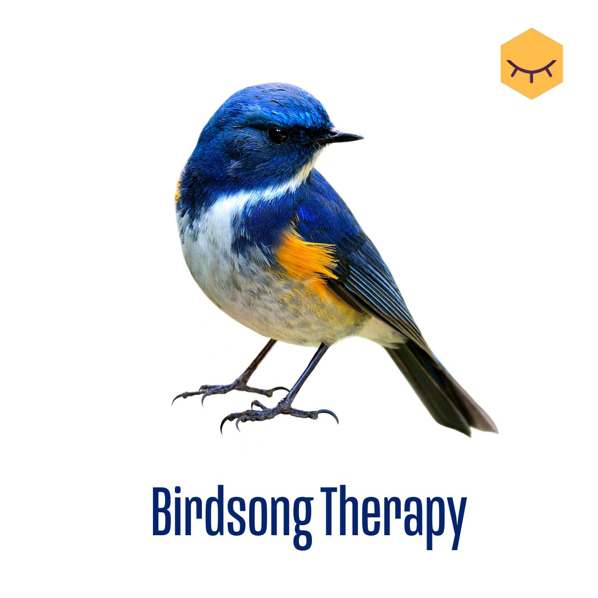 Birdsong Therapy For Relaxation (3 Hours) - MyRelaxation.Online