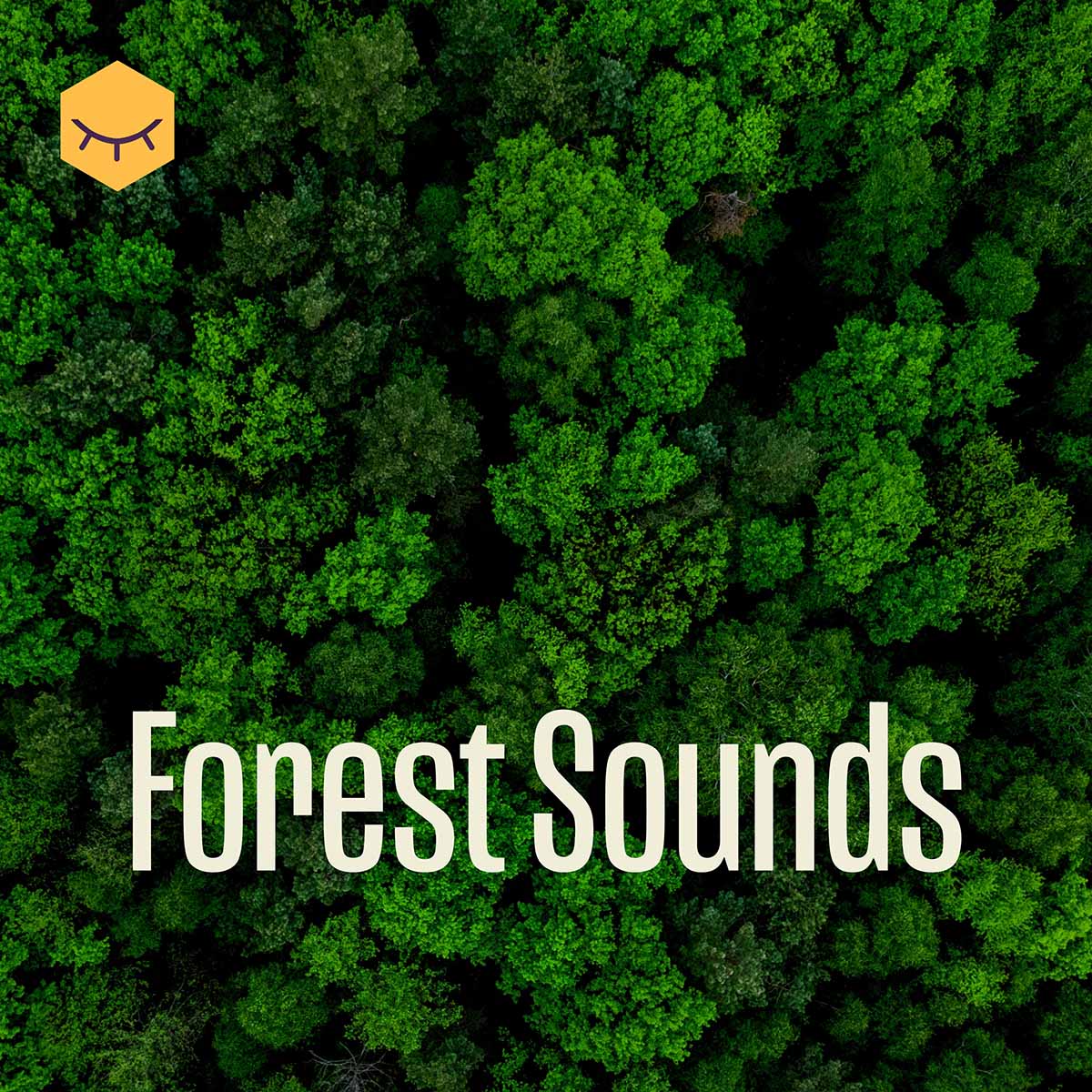 Forest Sounds For Sleep And Relaxation - MyRelaxation.Online